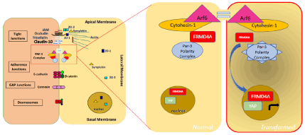 根尖-基底极性在口腔癌中的作用